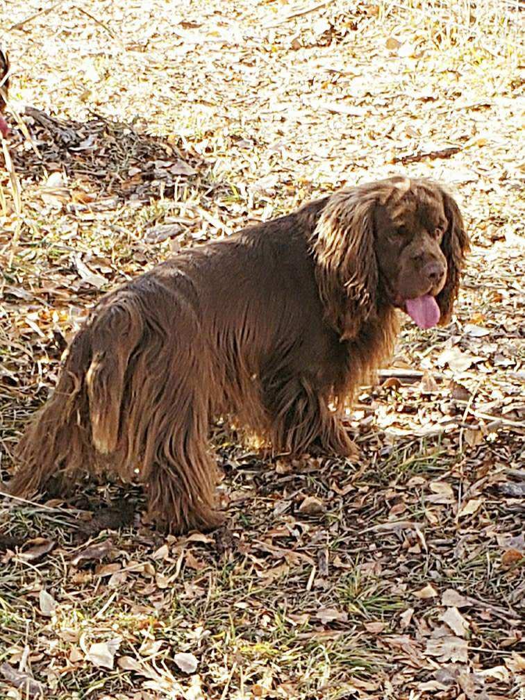 Meet the Versatile Sussex Spaniel - Sussex Spaniels